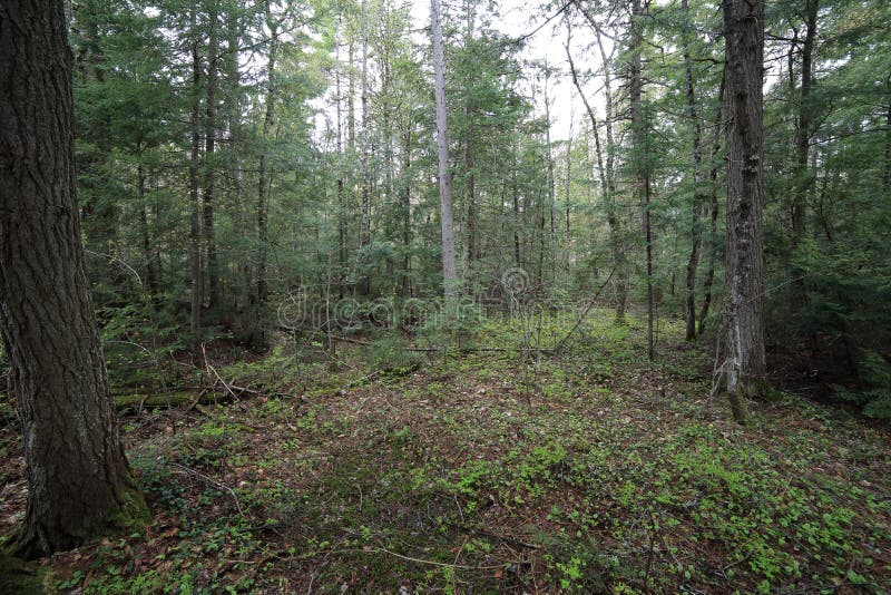 An Opening In A Lush Green Forest Highlights A View Of A Beautiful ...