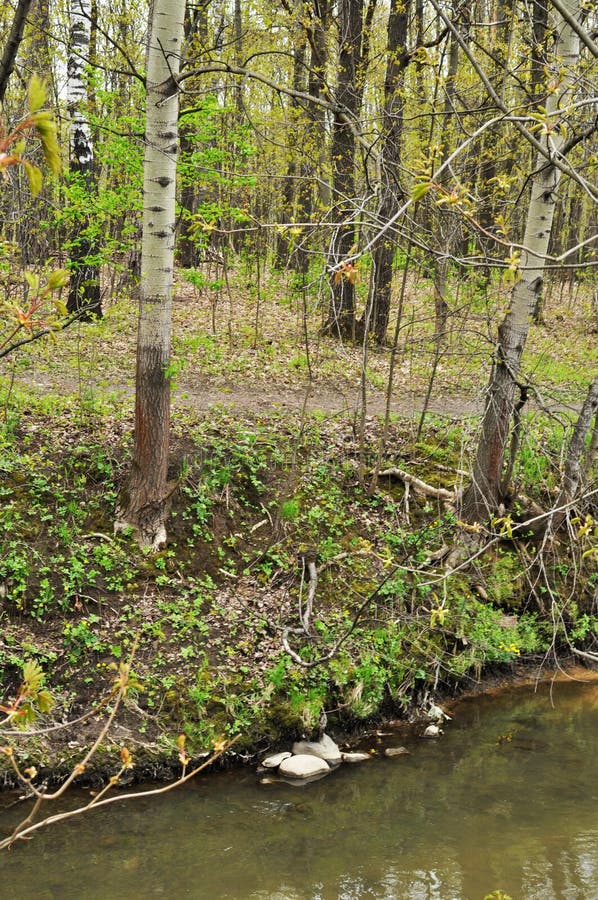 Spring forest panorama stock photo. Image of plants - 225561538