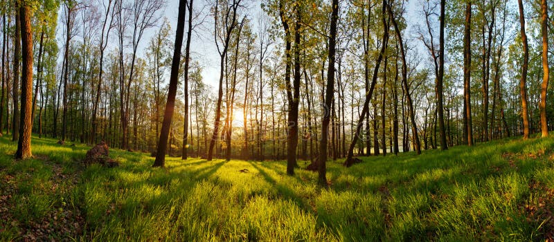 Glade in the Forest at Spring Morning. Background, Nature. Stock Image ...