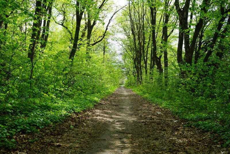 Spring Forest. Path in Dense Green Forest Stock Image - Image of tree ...