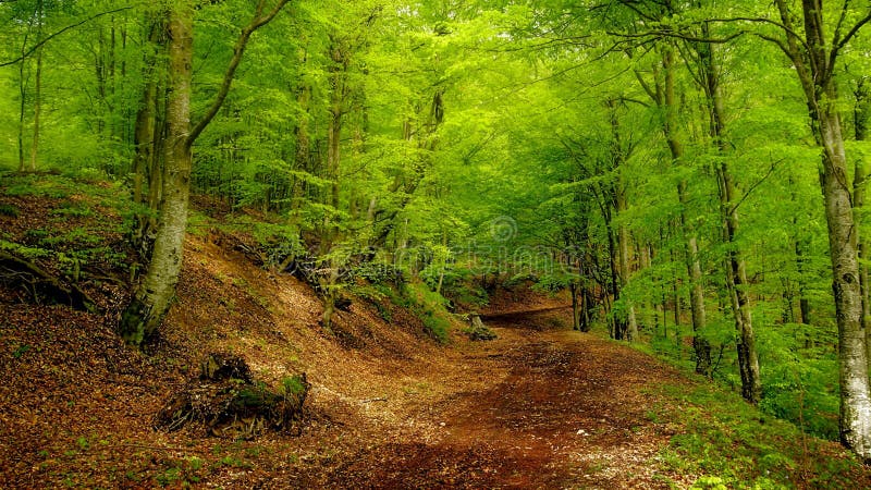 Spring forest path stock photo. Image of road, trail - 332020840
