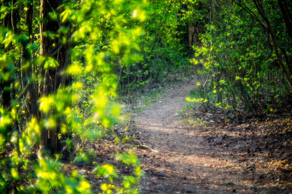 Spring forest path stock image. Image of fresh, nature - 115228125