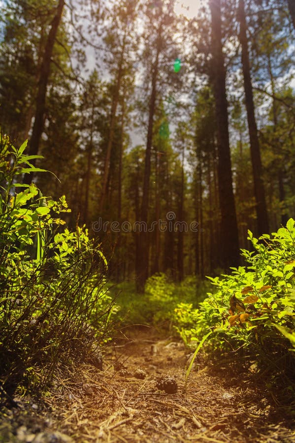 Spring Forest with a Path and Sun Rays Stock Image - Image of path ...