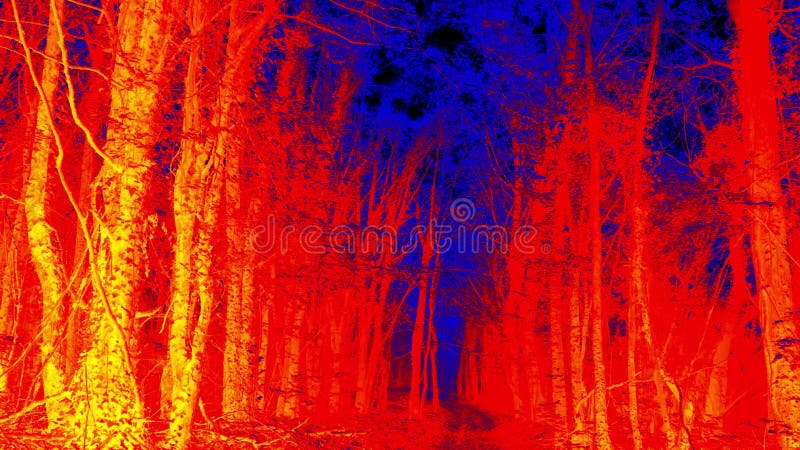 Spring forest infrared stock footage. Video of system - 244367050