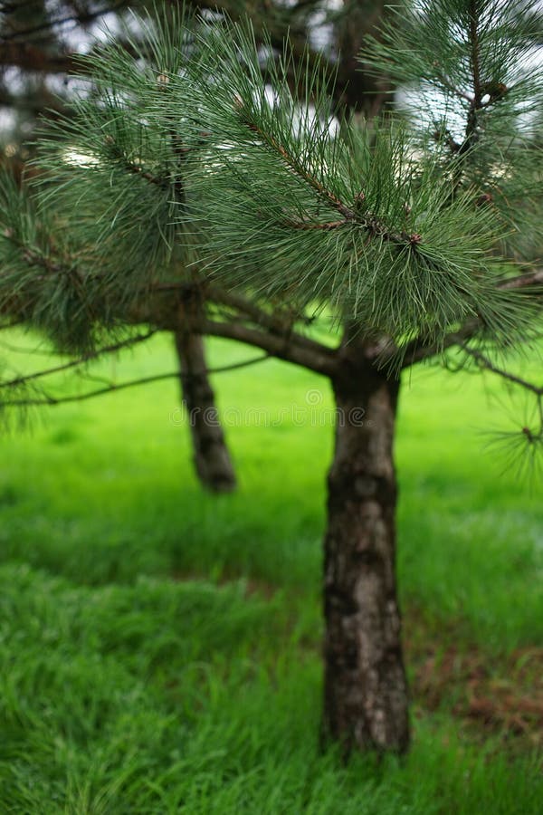 Spring Forest with Pine Trees and Green Grass Stock Image - Image of ...