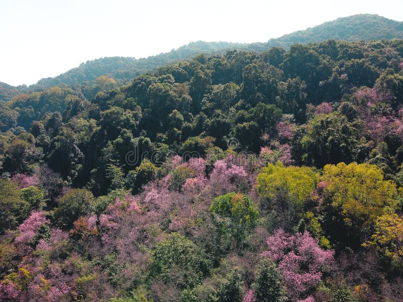 Spring Forest,Pink Blossom Trees and Green Forest from Above Stock ...