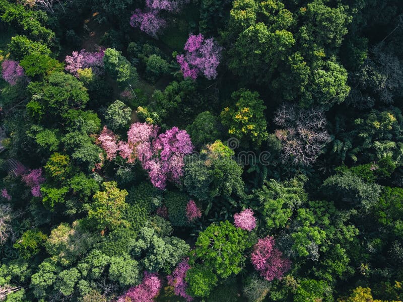Spring Forest,Pink Blossom Trees and Green Forest from Above Stock ...