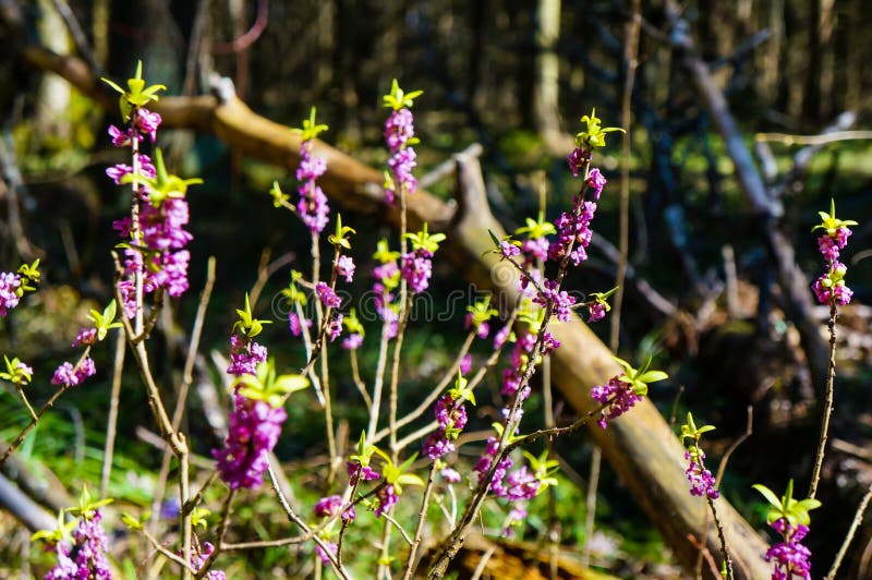 Spring forest plant stock photo. Image of garden, floral - 180236496