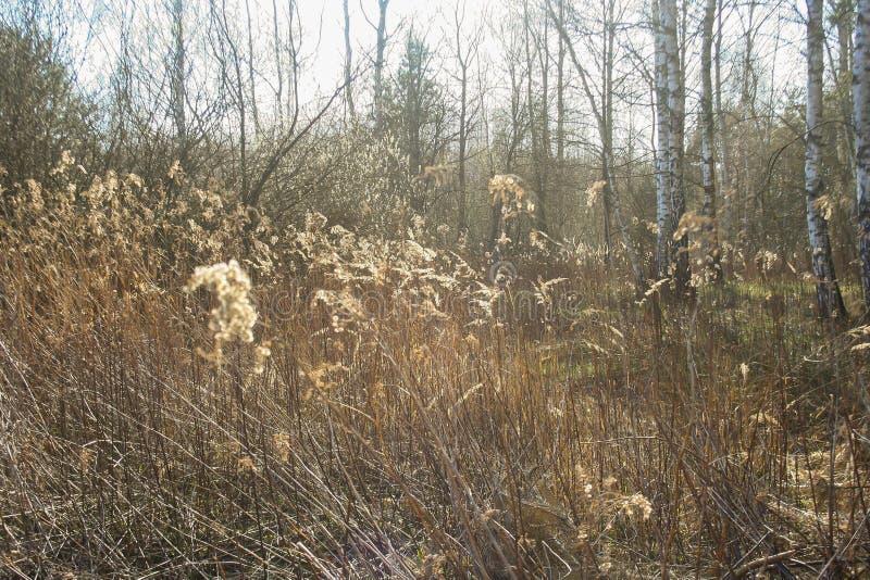 Spring Forest in Poland. Outdoor Natural Landscape Stock Image - Image ...