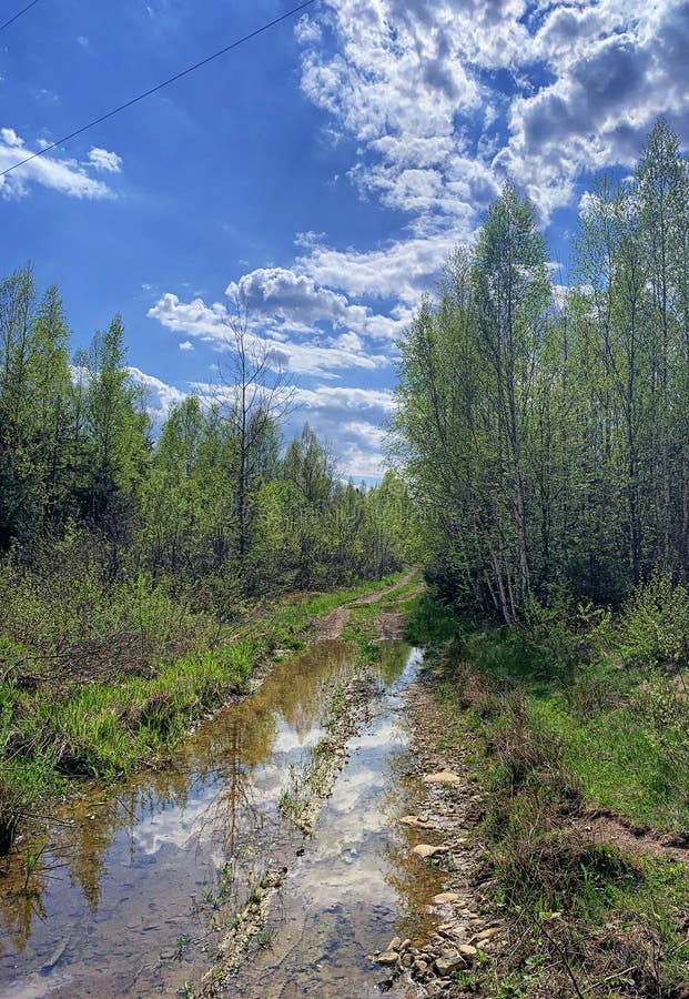 Spring in the Forest with Puddle and Blue Sky Stock Image - Image of ...