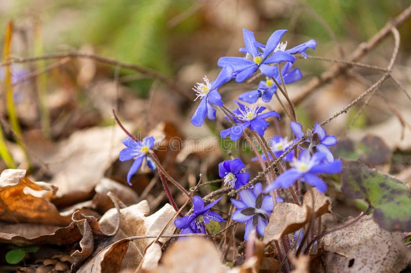 Spring Forest. Purple Flowers Stock Image - Image of season, head ...