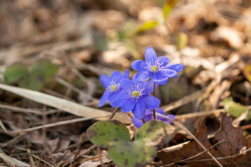 Spring Forest. Purple Flowers Stock Photo - Image of nature, botany ...