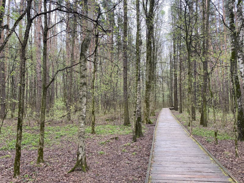 Spring Forest after Rain, Wooden Old Trail, Stock Photo - Image of pine ...