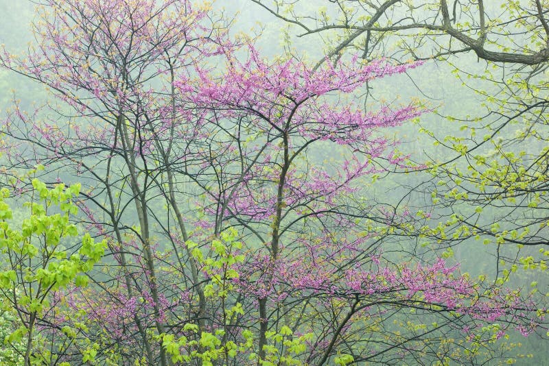 Spring Forest with Redbud stock photo. Image of blossoming - 41995352