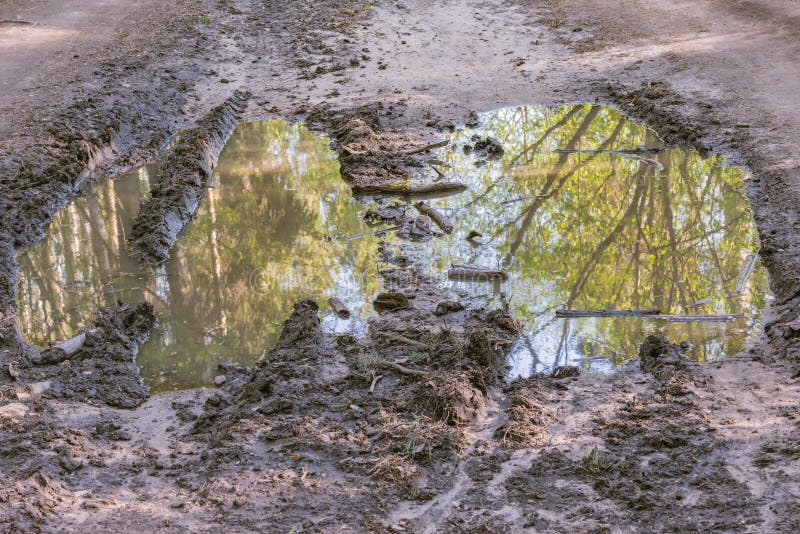 Spring Forest Reflection in the Puddle Stock Image - Image of dirt ...