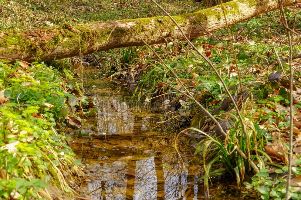 Spring Forest River Flow in Spring Landscape. Stock Image - Image of ...