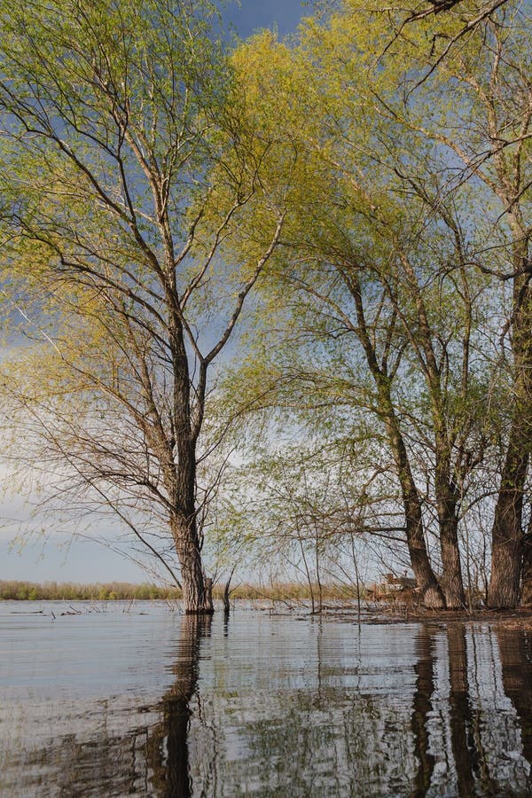 Spring Forest River Landscape. Forest River in Springtime. Fallen Tree ...