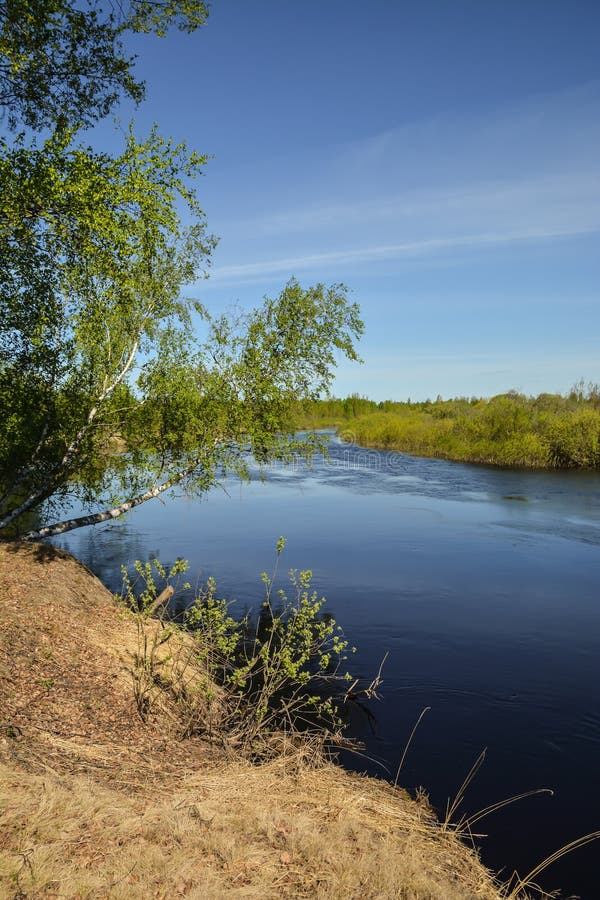 Spring on the Forest River. Stock Photo - Image of fresh, nature: 113515308