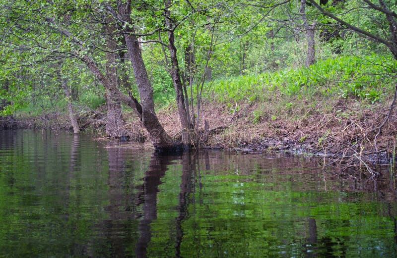 Spring on the Forest River Young Greenery Over the Water Stock Photo ...