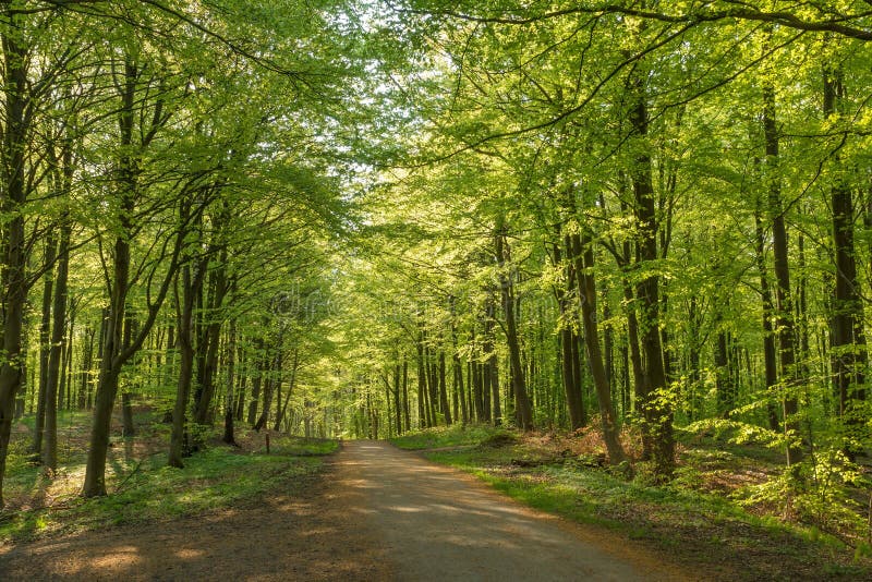 Spring forest road stock image. Image of lush, outdoors - 40202011
