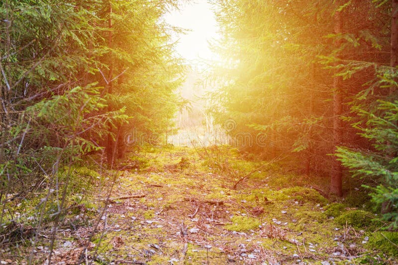 Spring Forest Road Sunlight View. Road in Autumn,spring,summer Forest ...