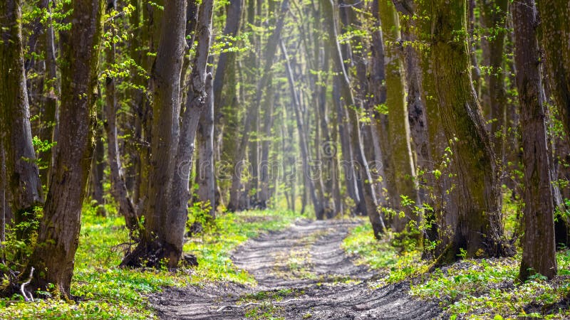 Spring Forest with a Road between the Trees in Sunny Weather Stock ...