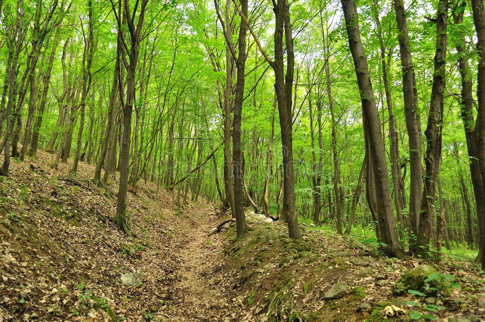 Spring forest scene stock photo. Image of fresh, grass - 31293000