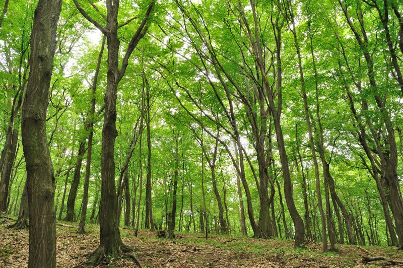 Spring forest background stock photo. Image of defocus - 31496332