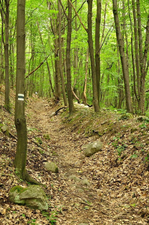 Spring Forest Scene with High Trees Stock Image - Image of plant, grow ...