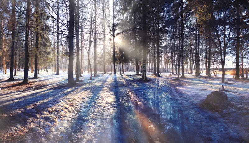 Spring forest with snow stock image. Image of abstract - 61806765