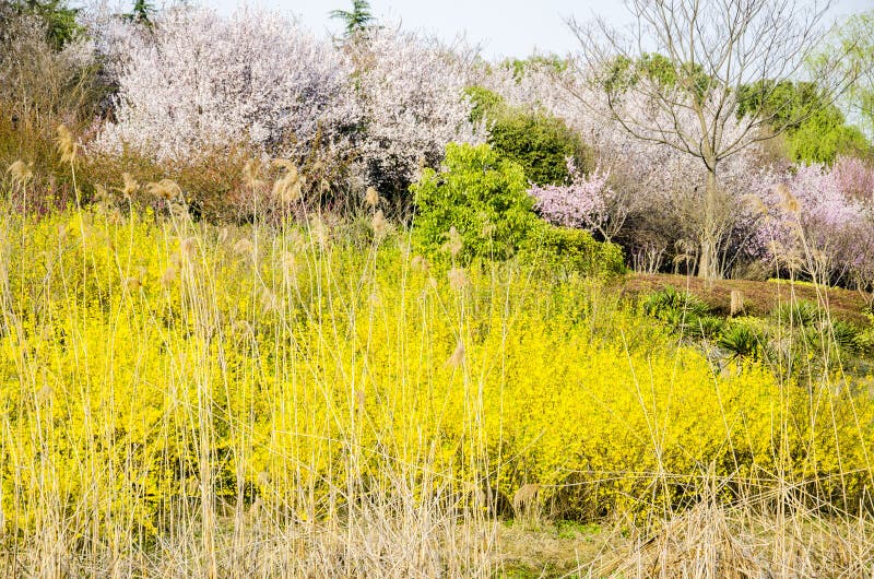 Spring in forest stock photo. Image of branch, branches - 113114434