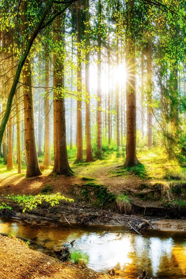 Forest landscape in spring stock photo. Image of green - 96995584