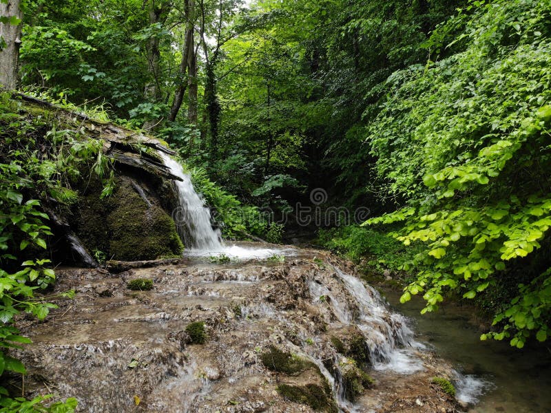 Spring in the forest stock image. Image of romania, banat - 187128823