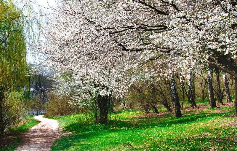 Spring Forest by Springtime. Stock Photo - Image of birch, beams: 29201746