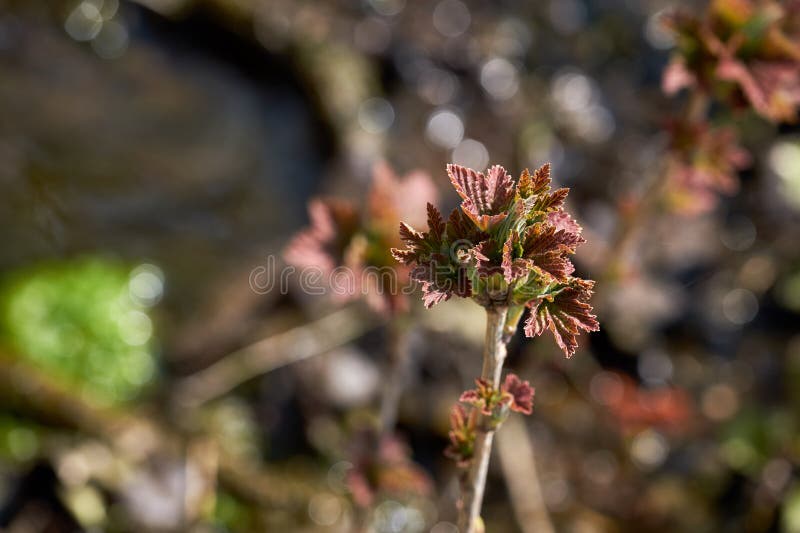 Spring forest sprouts stock image. Image of organic - 145763837