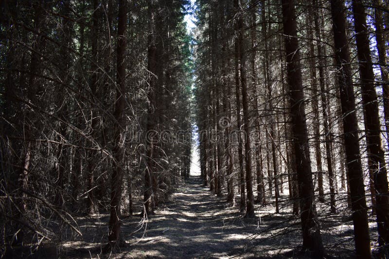 Spring Forest. Spruce Array. a Fallen Tree on an Alley Stock Image ...