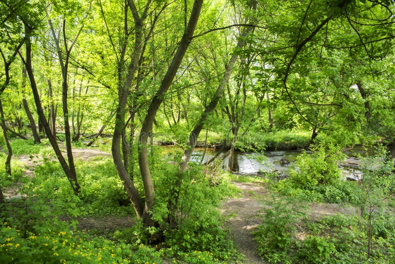 Spring Forest Stream, Path Surrounded by Greenery Stock Image - Image ...
