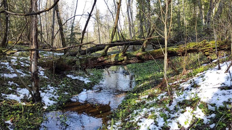 Spring, Streams in the Forest (18) Full HD 60 FPS Stock Video - Video ...