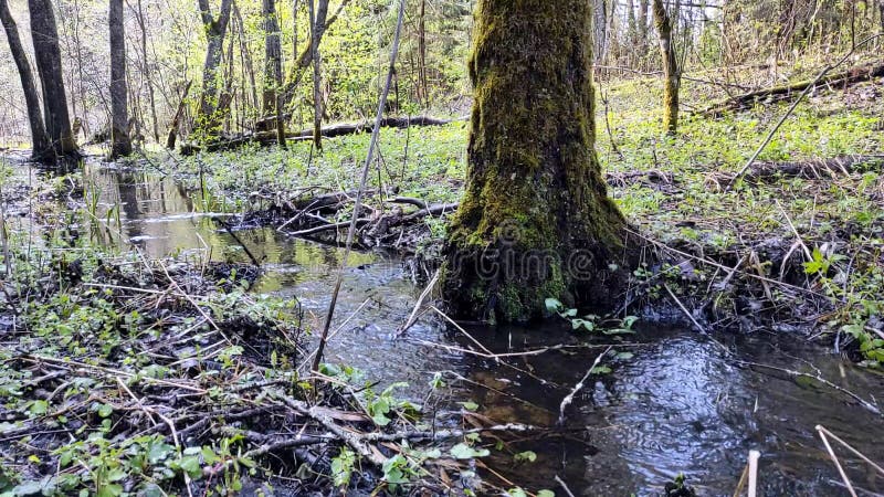 Spring, Streams in the Forest (19) Full HD 60 FPS Stock Video - Video ...