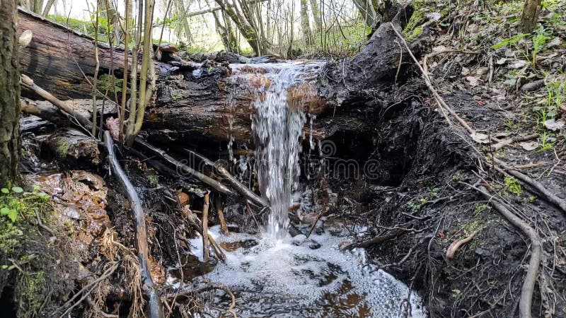 A Stream in the Forest, Spring (2) Full HD 60 FPS Stock Footage - Video ...