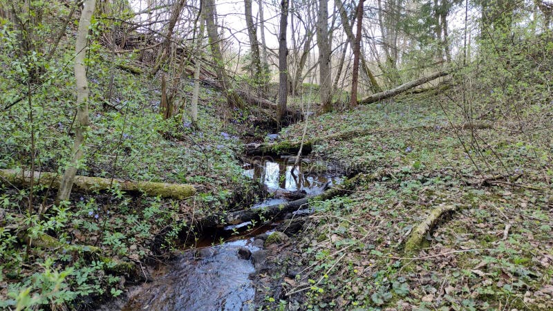 A Stream in the Forest, Spring (9) 4K 30 FPS Stock Video - Video of ...