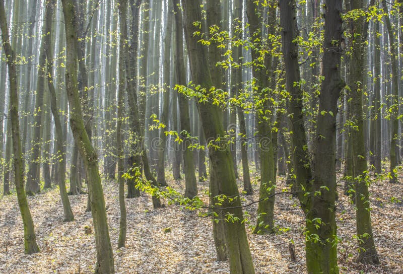 Spring forest stock photo. Image of nature, light, land - 39401274