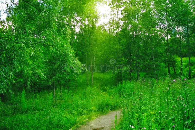 Spring Forest in the Sunny Afternoon Stock Image - Image of jungle ...