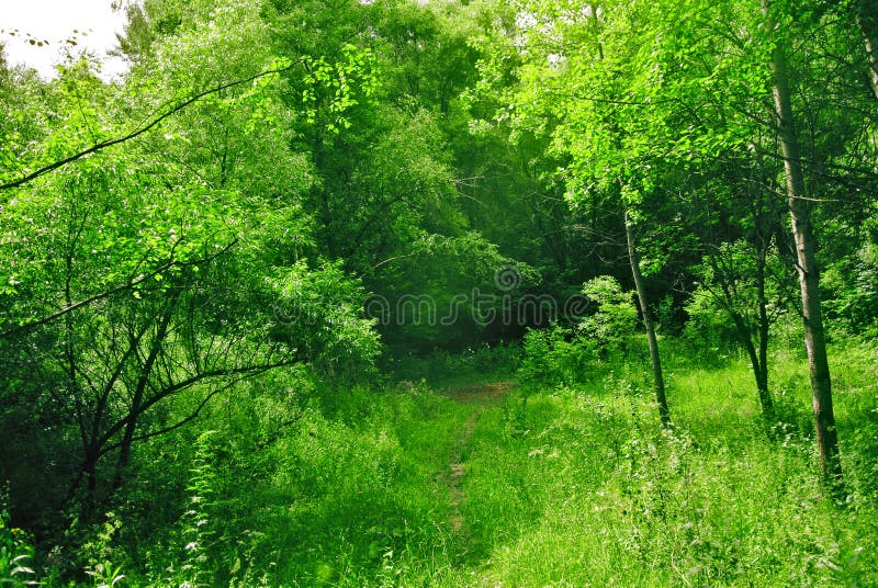 Spring Forest in the Sunny Afternoon Stock Image - Image of green ...