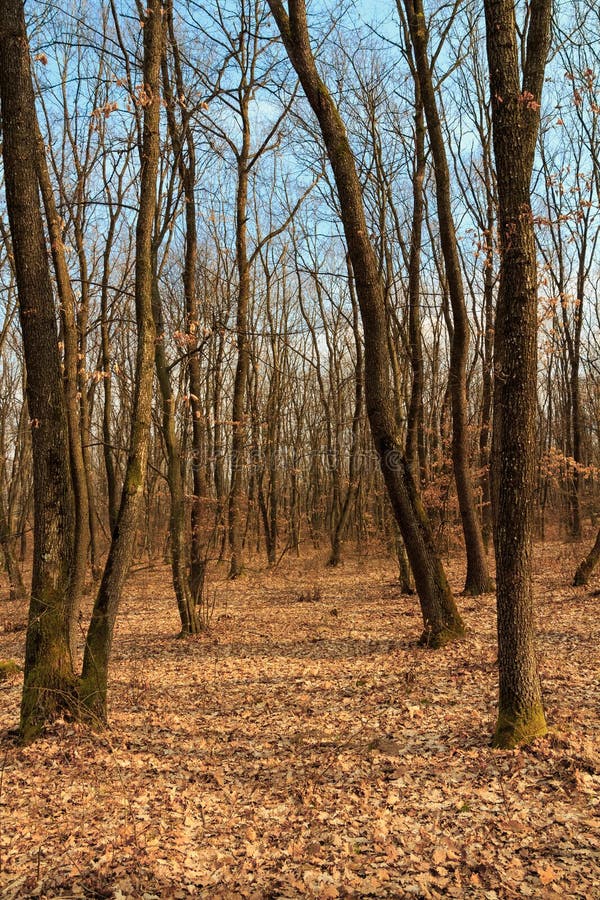 Sunny View of the Botanic Garden of Oklahoma State University Stock ...
