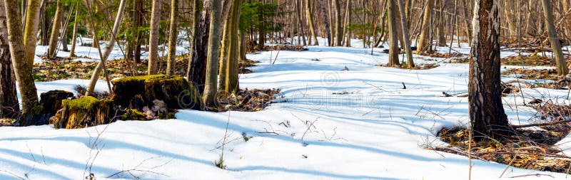 Spring Forest in Sunny Weather with Melted Snow between the Trees ...