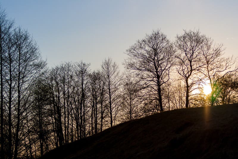 In the Spring Forest at Sunset in April. Silhouettes of Trees Against a ...