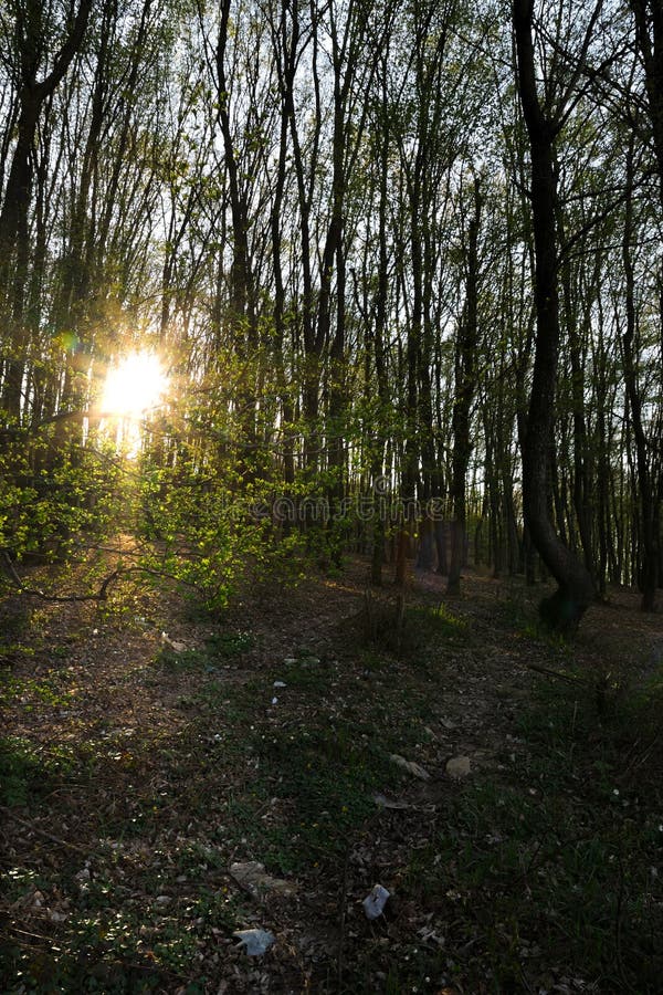 Spring Forest at Sunset. Young Green Leaves Stock Image - Image of ...
