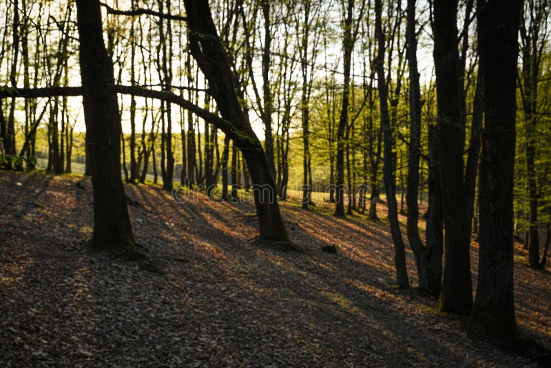 Spring Forest at Sunset. Young Green Leaves Stock Image - Image of ...
