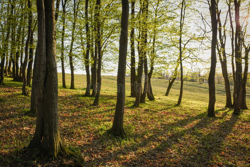 Spring Forest at Sunset. Young Green Leaves Stock Photo - Image of ...